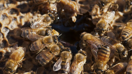 Watch Rotten | Netflix Official Site