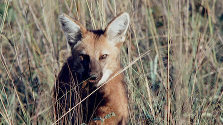 Watch 72 Dangerous Animals: Latin America | Netflix Official Site