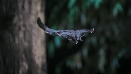 Watch Animal | Netflix Official Site