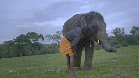 Watch The Elephant Whisperers | Netflix Official Site