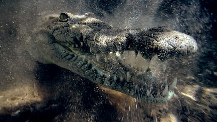 Watch 72 Dangerous Animals: Latin America | Netflix Official Site