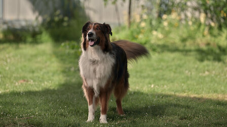 El rescate de Ruby | Sitio oficial de Netflix