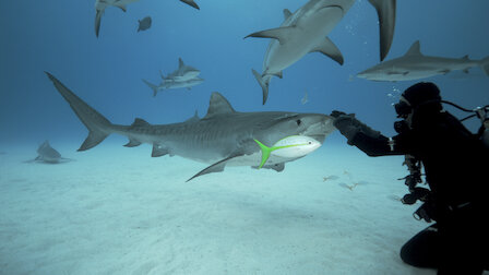 Watch Tales by Light | Netflix Official Site