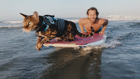 Watch Cat People | Netflix Official Site