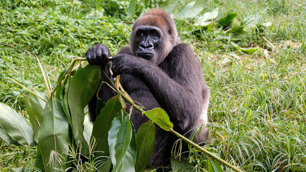 Watch Bama and the Lost Gorillas | Netflix